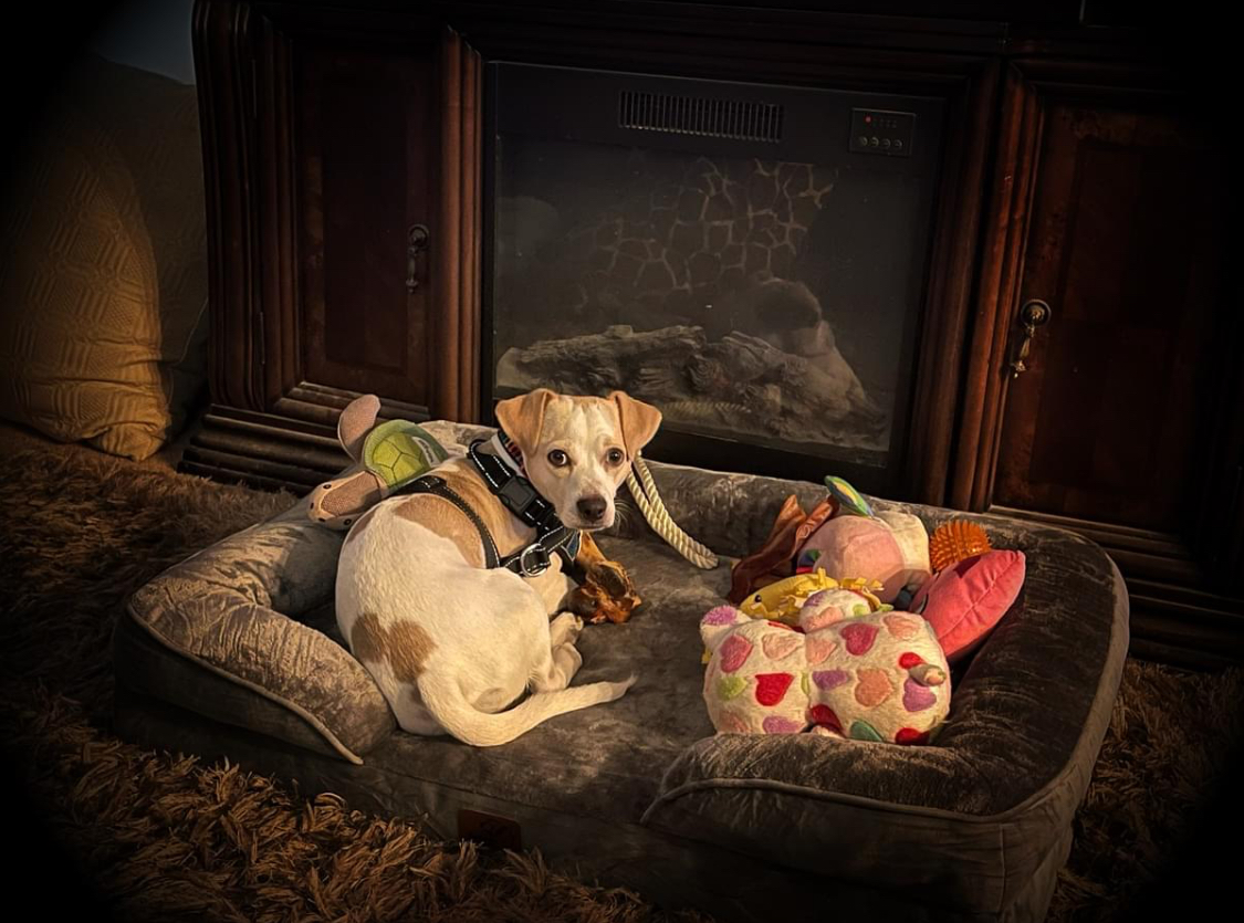 Otis’ Second Chance – benandsteve.com