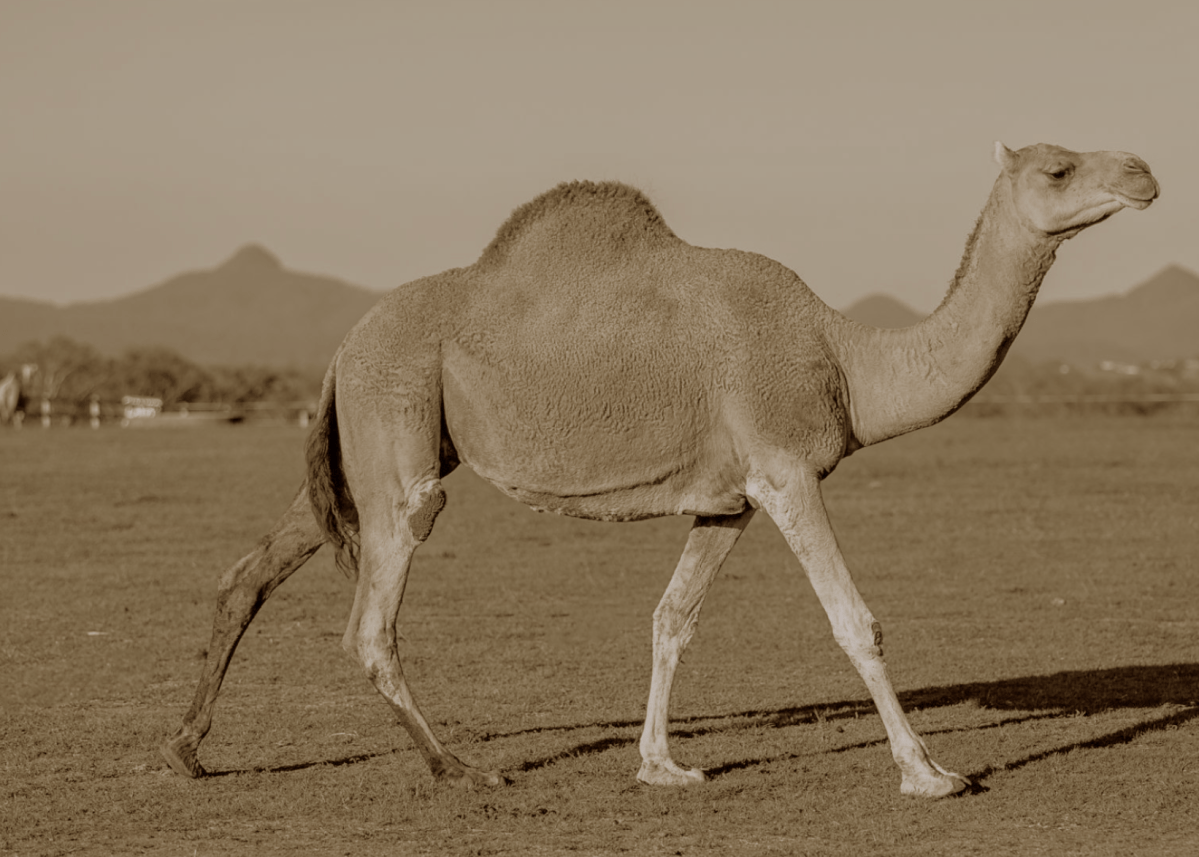 The Legend of Arizona’s Red Ghost Faris And His Caravan Of Former ...
